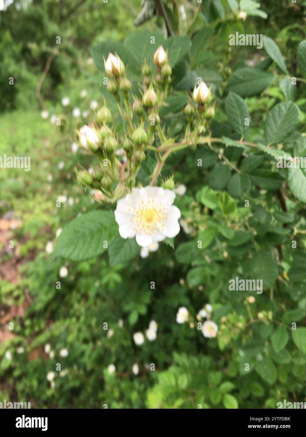 multiflora rose (Rosa multiflora Stock Photo - Alamy