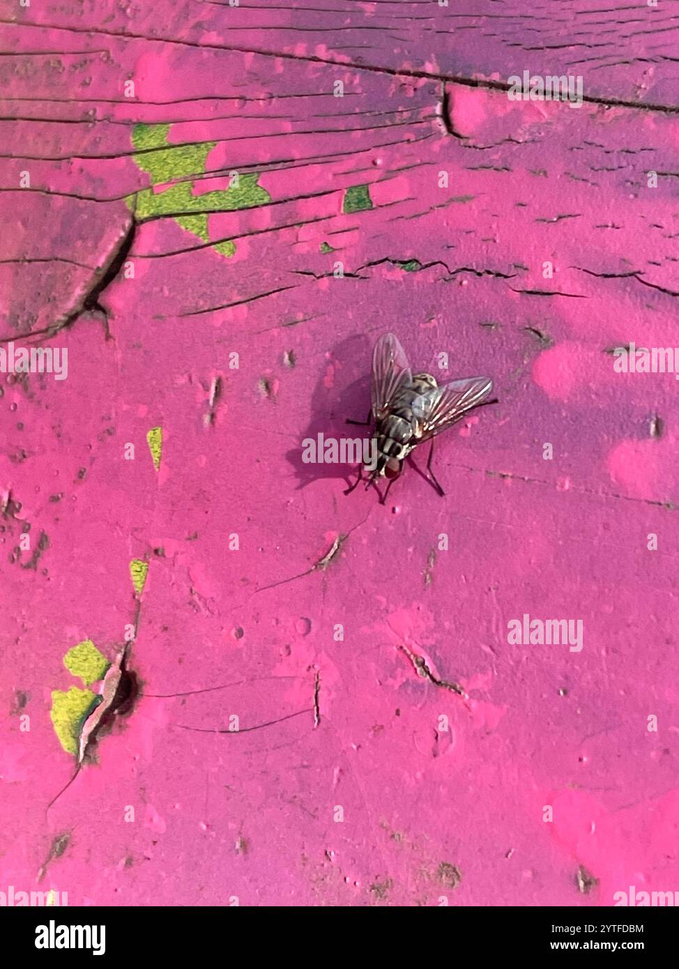 Stable Fly (Stomoxys calcitrans Stock Photo - Alamy
