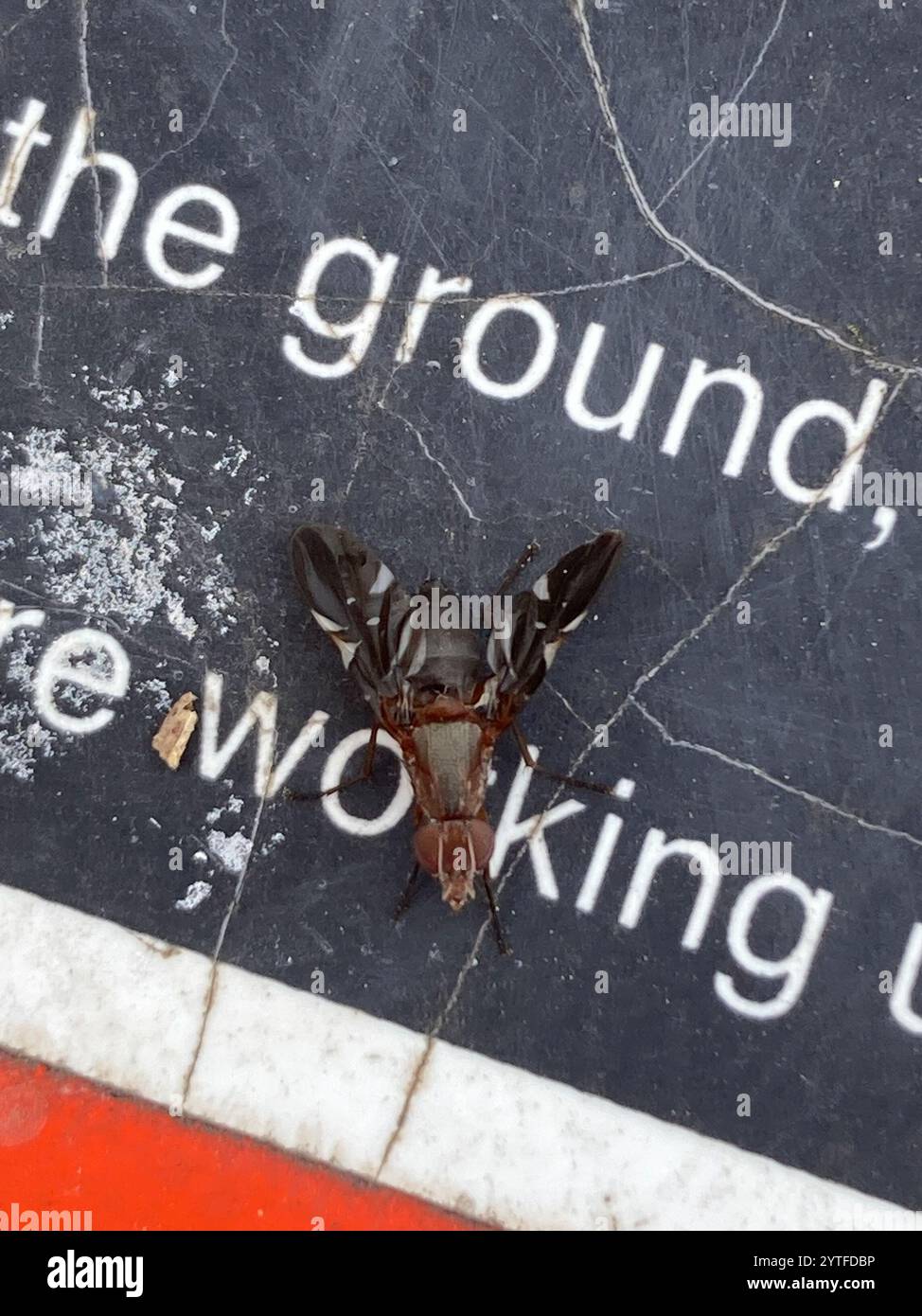 Common Picture-winged Fly (Delphinia picta Stock Photo - Alamy