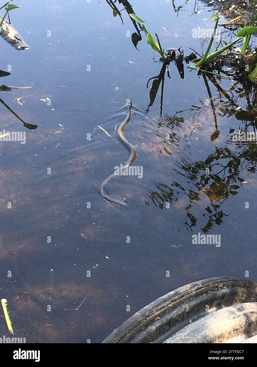 Northern Watersnake (Nerodia sipedon sipedon Stock Photo - Alamy