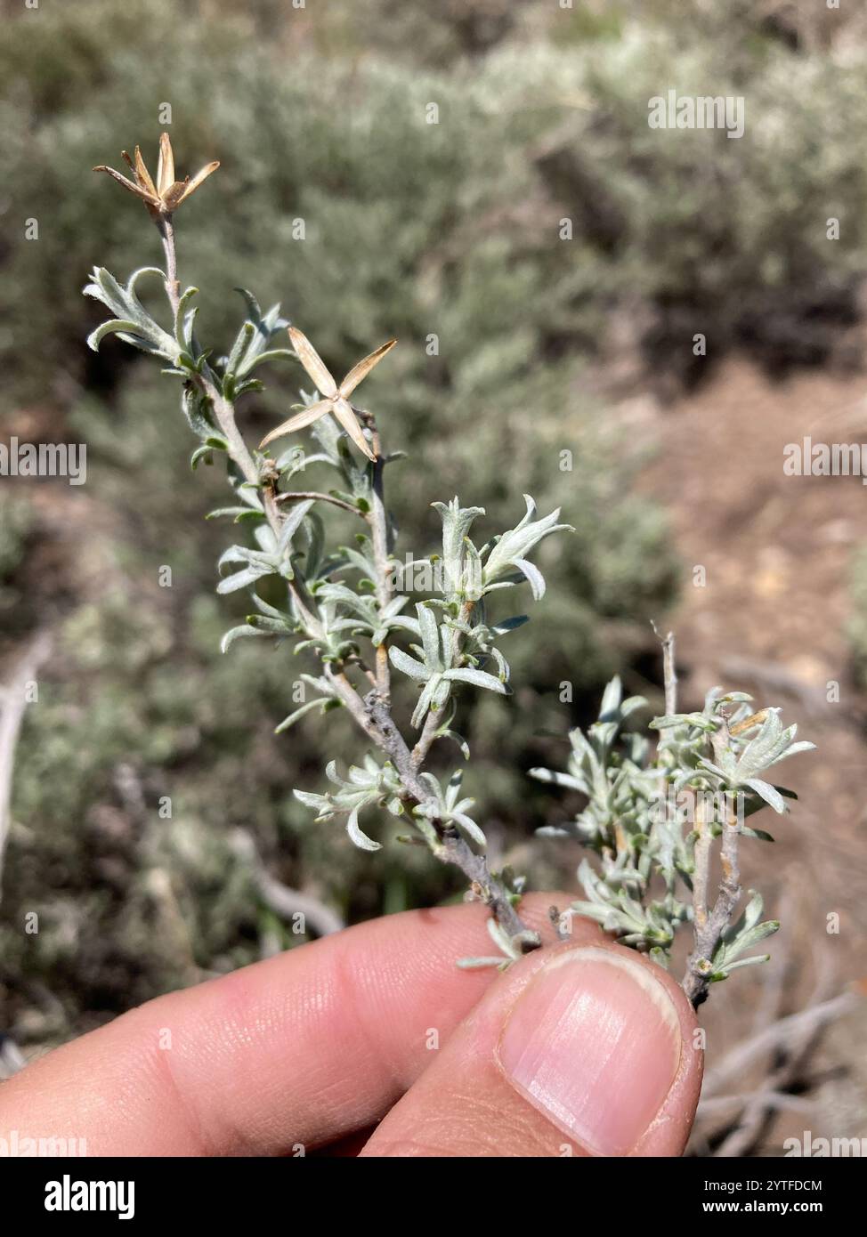 Spineless Horsebrush (Tetradymia canescens Stock Photo - Alamy