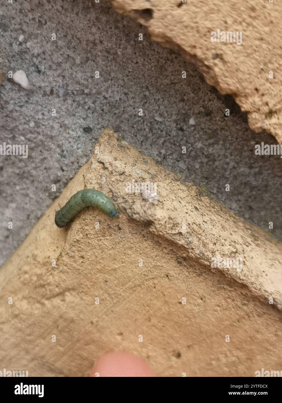 Green Oak Tortrix (Tortrix viridana Stock Photo - Alamy