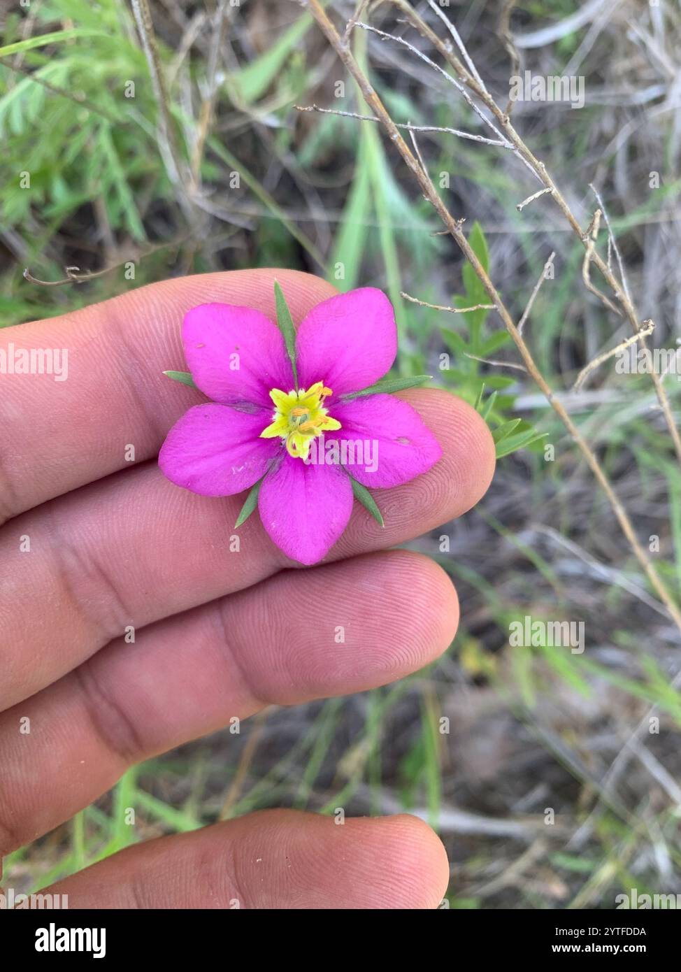 Meadow Pink (Sabatia campestris Stock Photo - Alamy