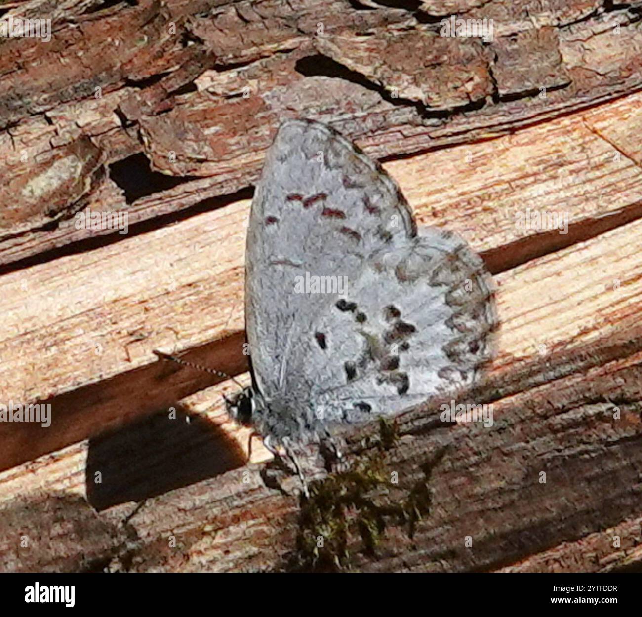 Northern Azure (Celastrina lucia Stock Photo - Alamy