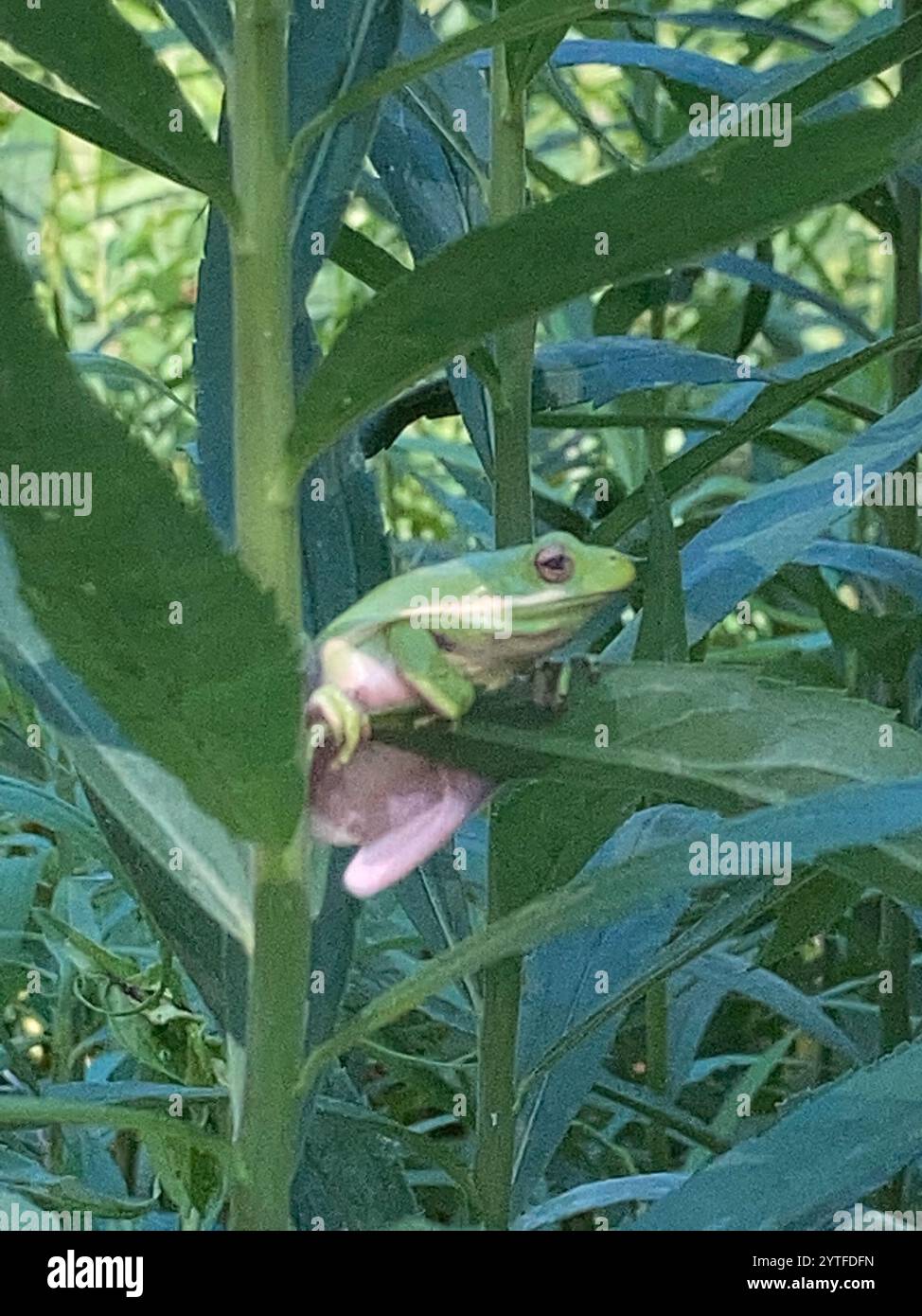 Green Treefrog (Hyla cinerea Stock Photo - Alamy
