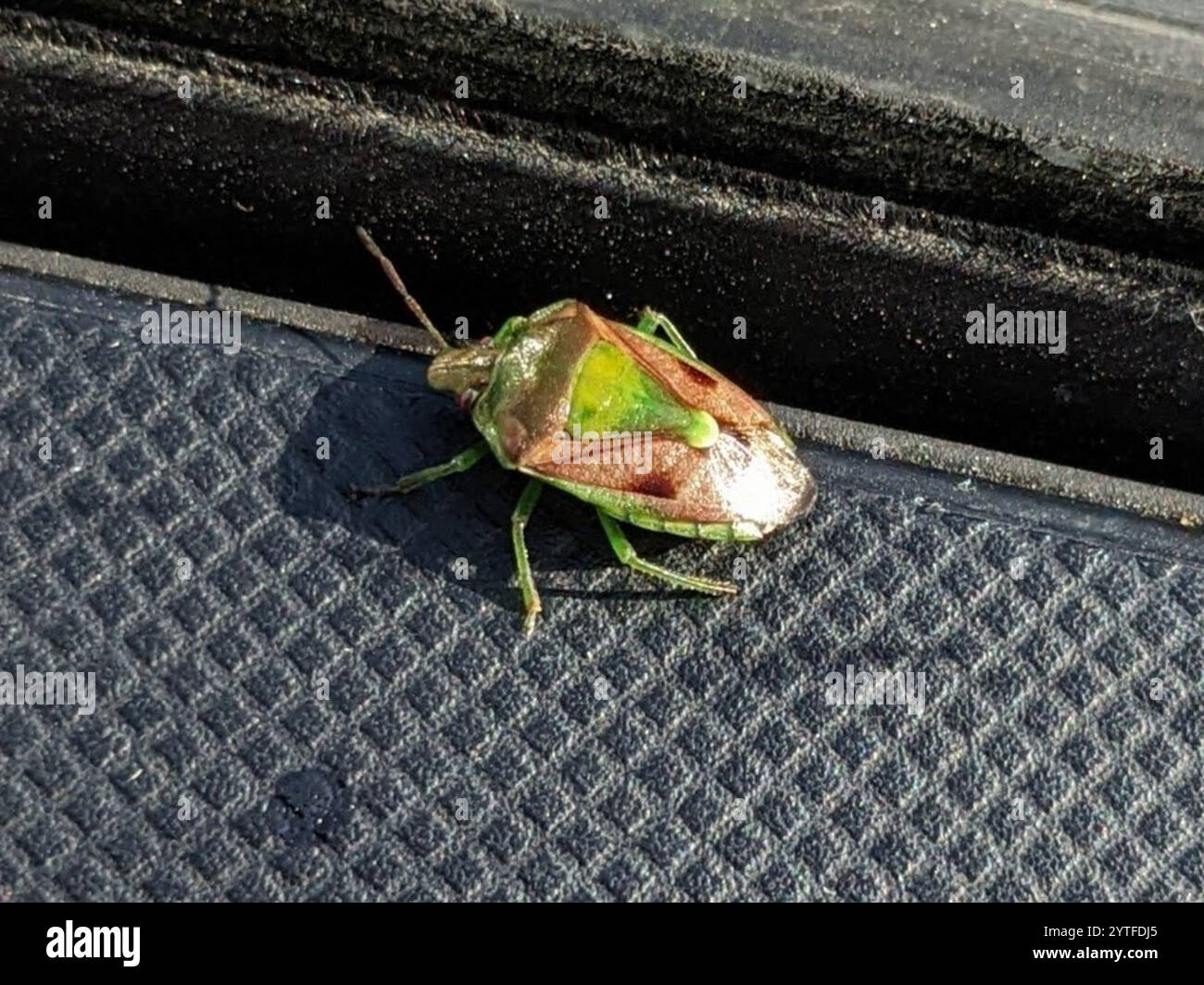 Green Burgundy Stink Bug (Banasa dimidiata Stock Photo - Alamy