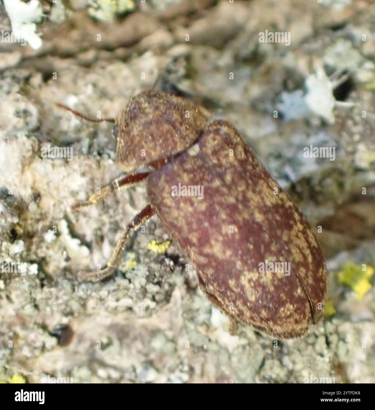 Deathwatch beetle hi-res stock photography and images - Alamy