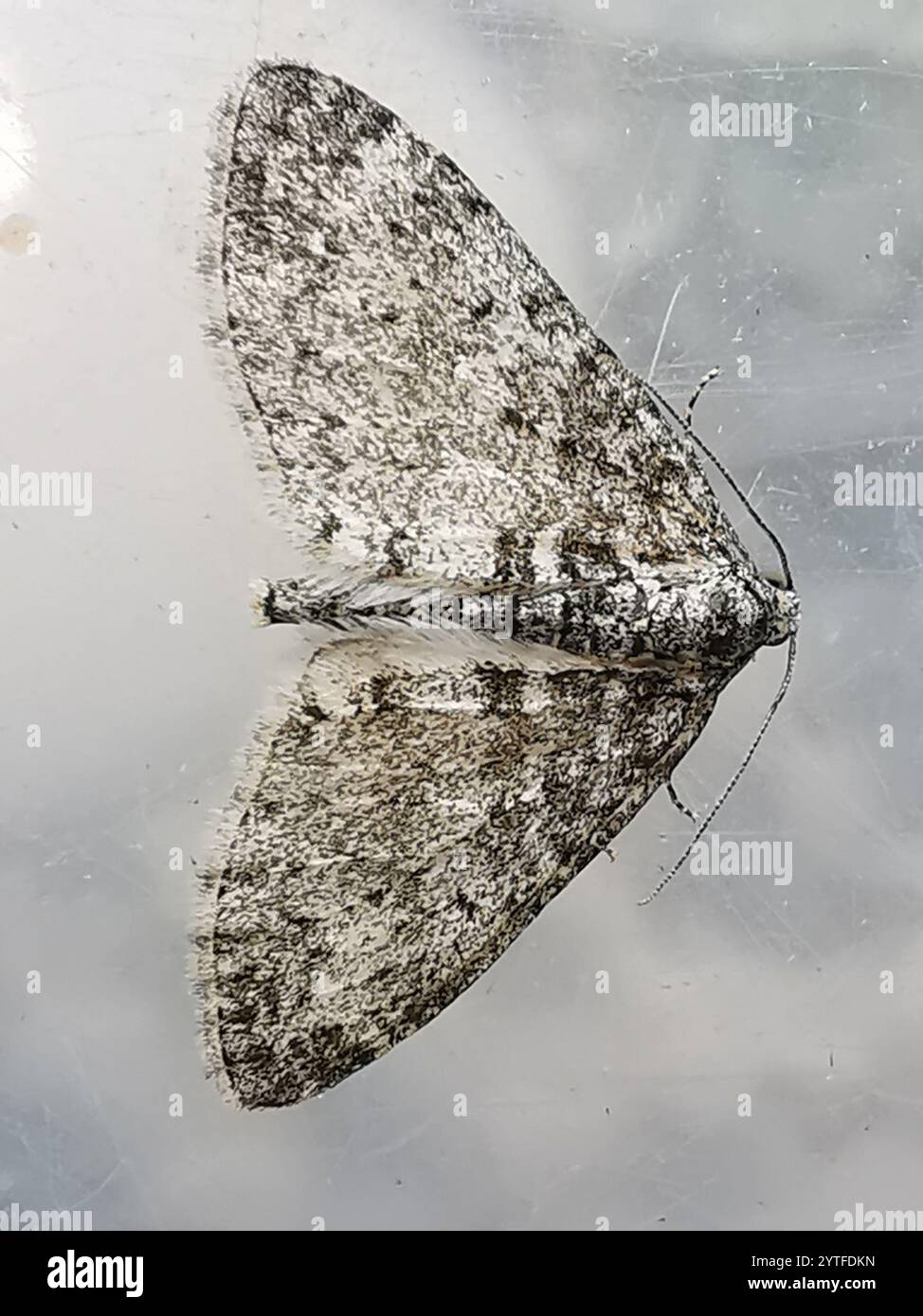 Lobophora hi-res stock photography and images - Alamy
