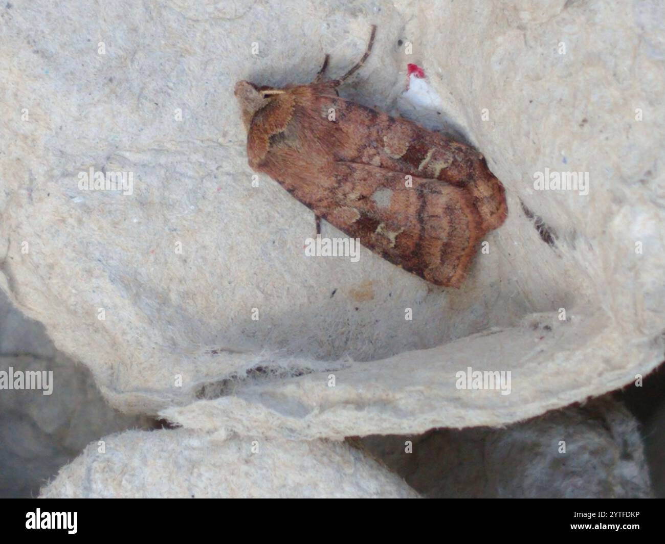 Small Square-spot (Diarsia rubi Stock Photo - Alamy