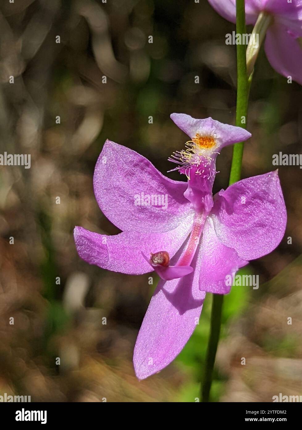 common tuberous grasspink (Calopogon tuberosus tuberosus Stock Photo ...
