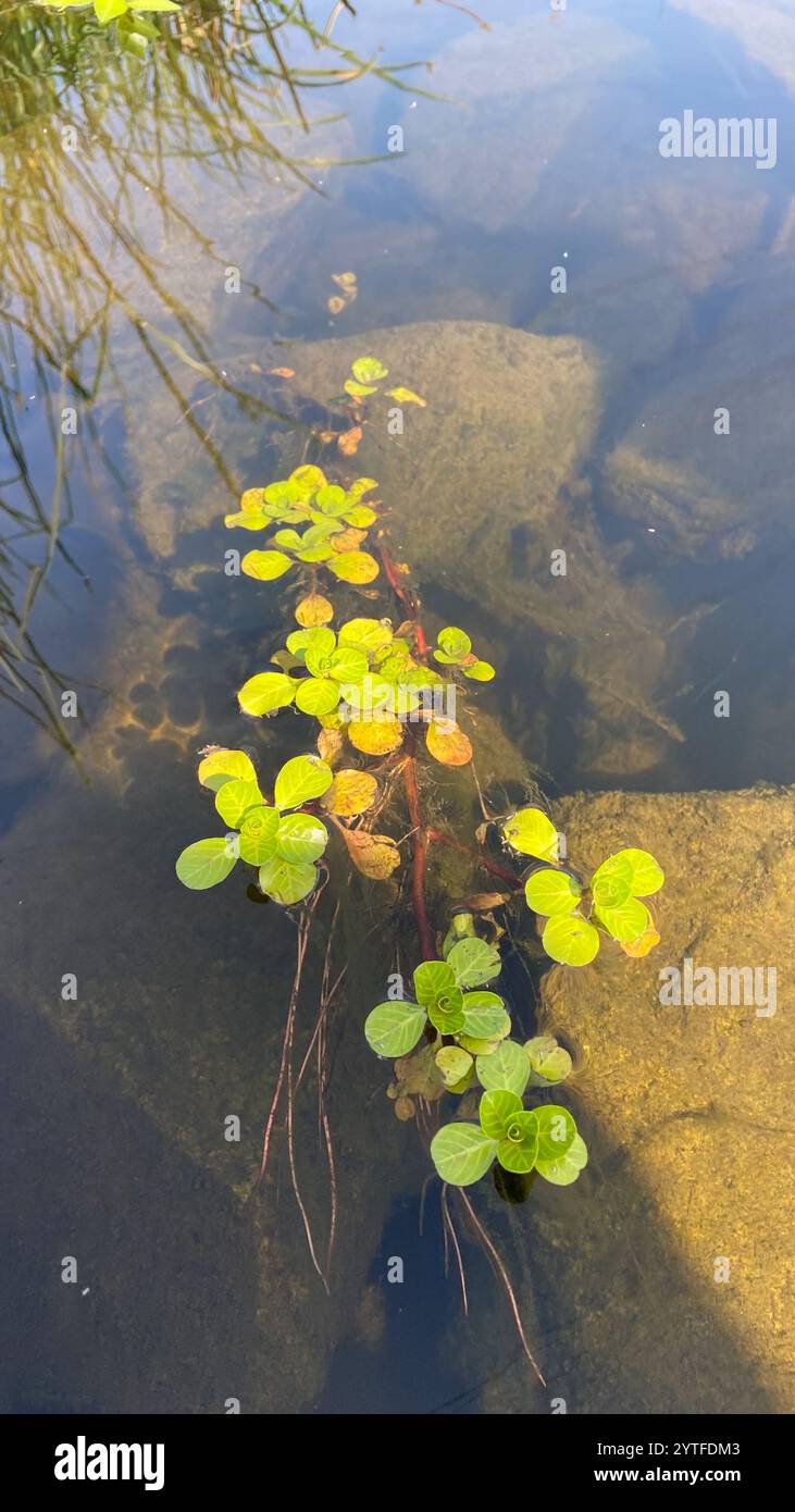 floating primrose-willow (Ludwigia peploides Stock Photo - Alamy