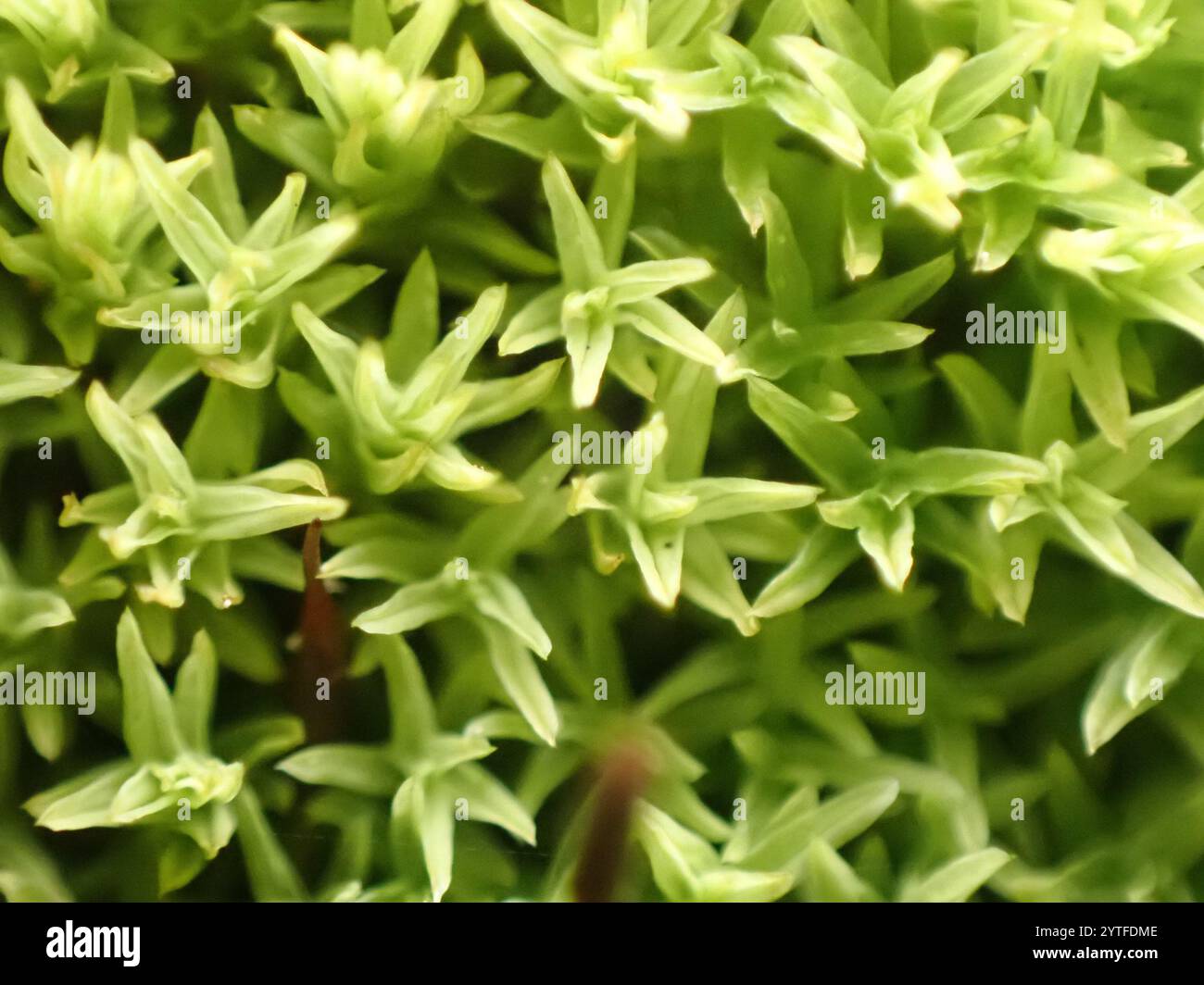 Bird's-Claw Beard-Moss (Barbula unguiculata Stock Photo - Alamy