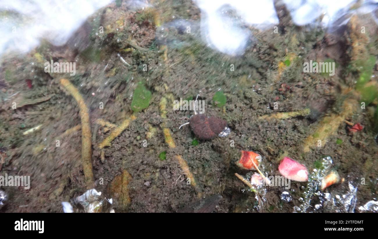 Bithynia tentaculata hi-res stock photography and images - Alamy