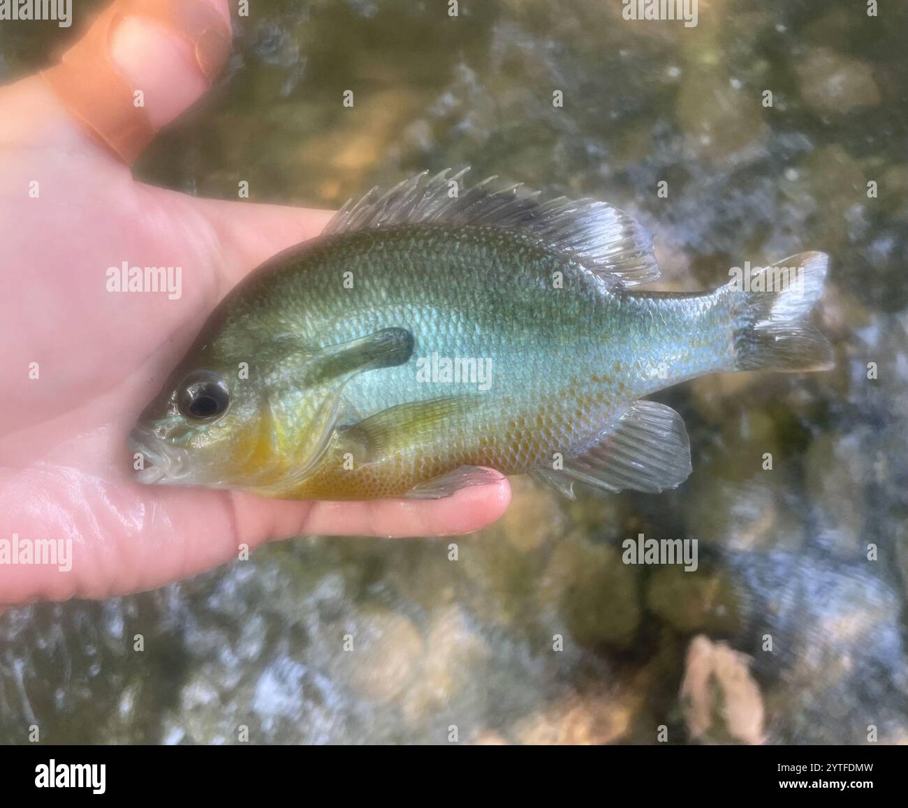 Redbreast sunfish hi-res stock photography and images - Alamy