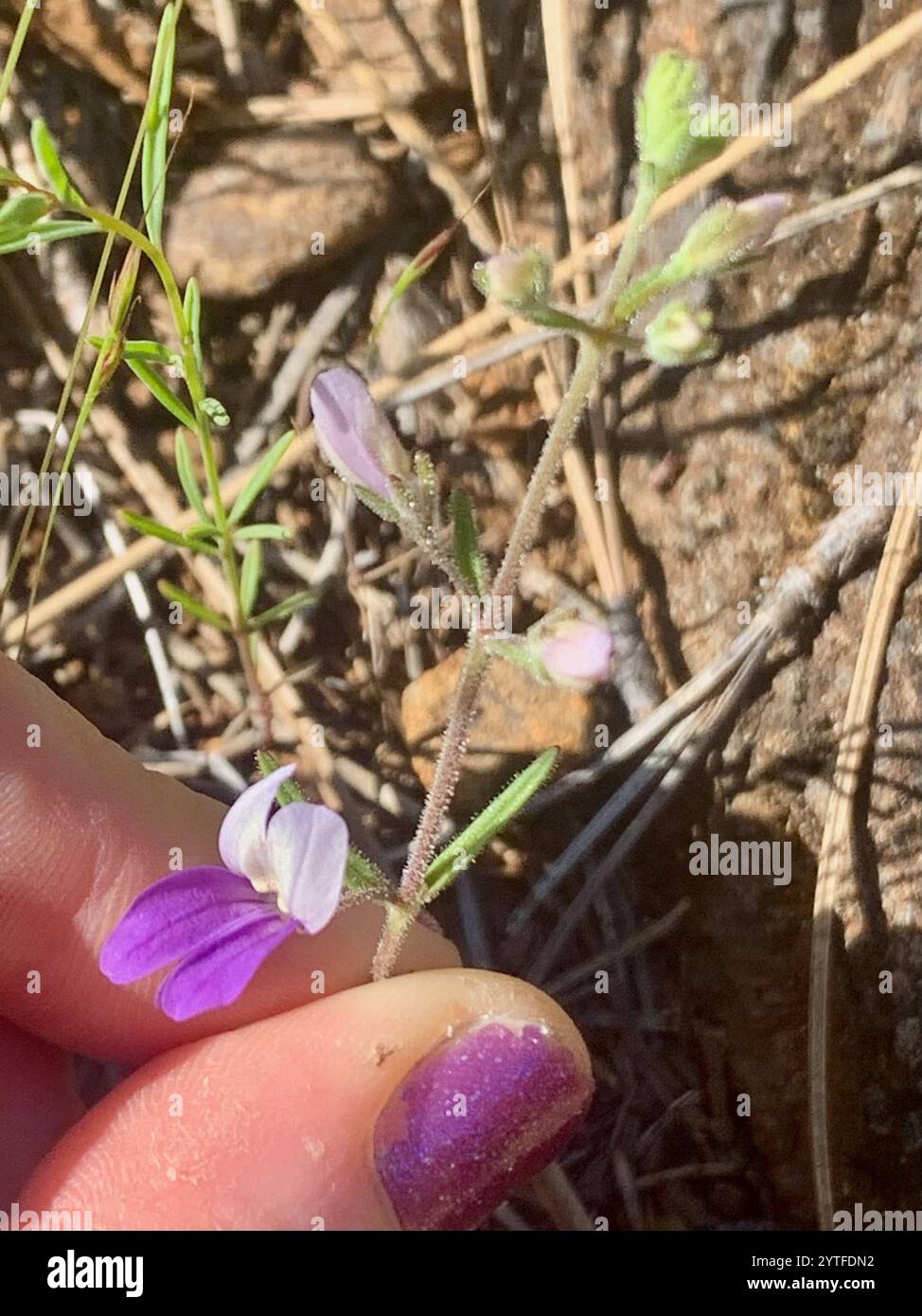narrowleaf blue-eyed Mary (Collinsia linearis Stock Photo - Alamy
