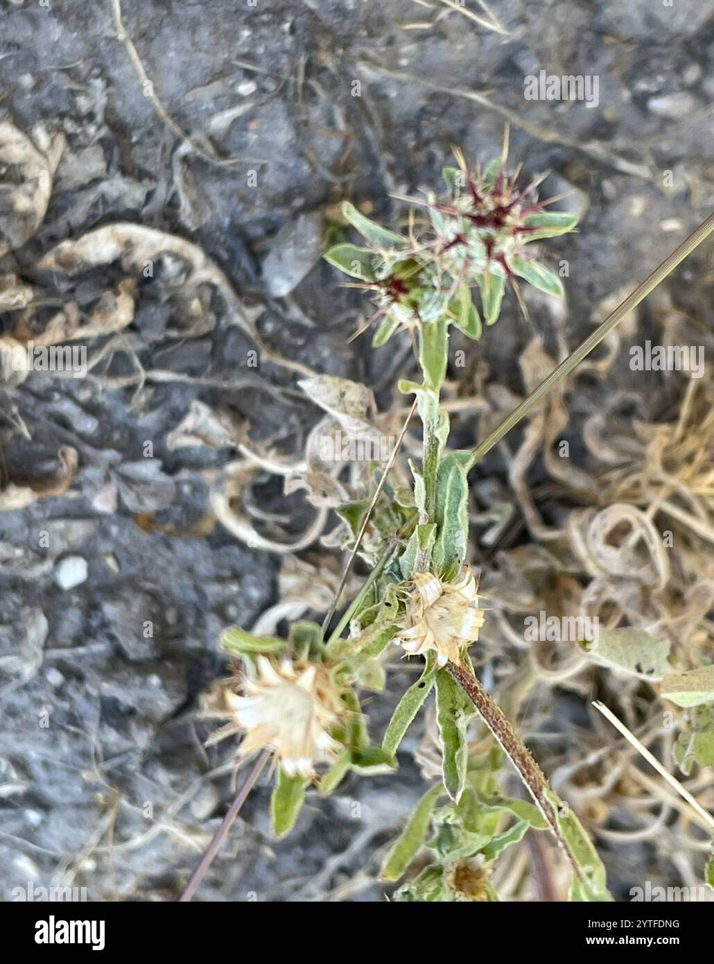 Maltese star-thistle (Centaurea melitensis Stock Photo - Alamy