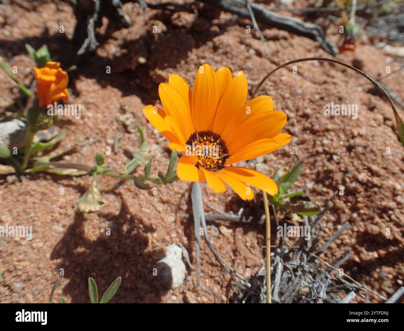 Cape marigold (Dimorphotheca sinuata Stock Photo - Alamy