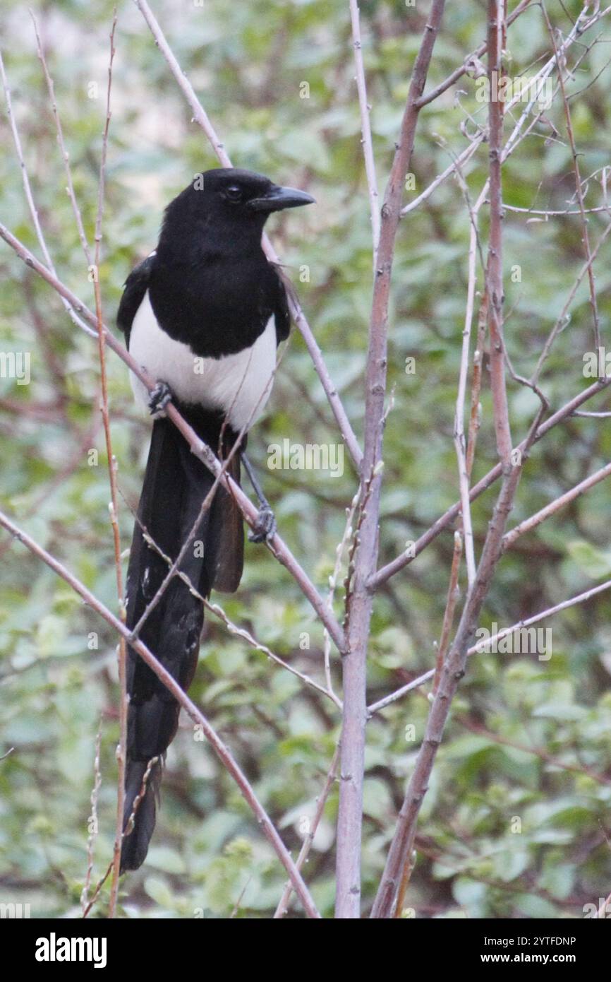 Black-billed Magpie (Pica hudsonia Stock Photo - Alamy