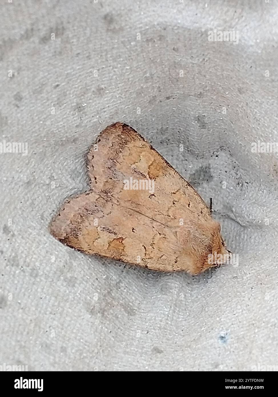 Diarsia mendica diarsia mendica hi-res stock photography and images - Alamy