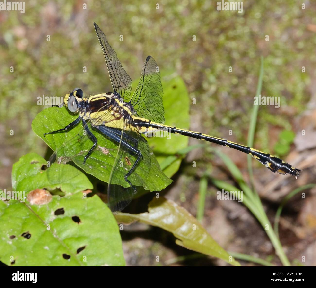 Black-shouldered Spinyleg (Dromogomphus spinosus Stock Photo - Alamy
