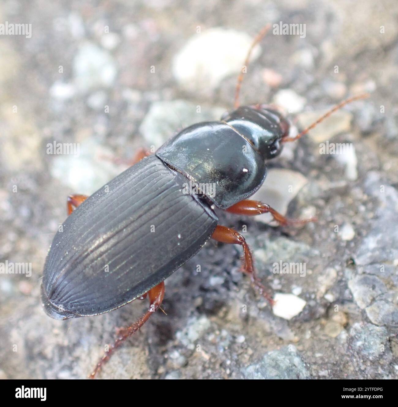 Strawberry Seed Beetle (Harpalus rufipes Stock Photo - Alamy