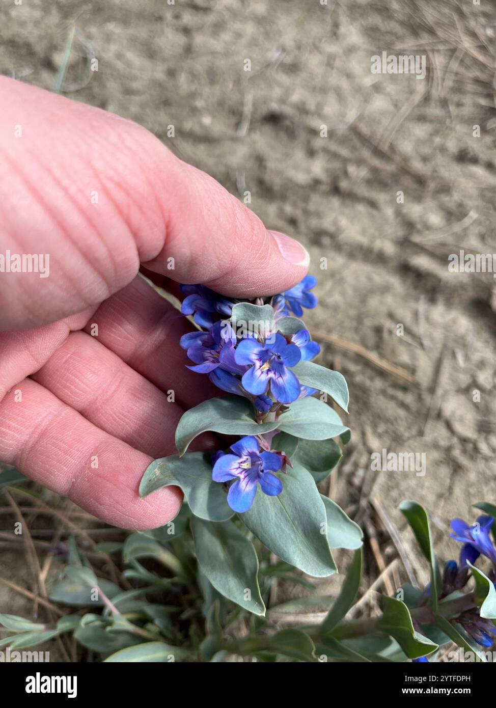 Wax-leaf Beardtongue (Penstemon nitidus Stock Photo - Alamy