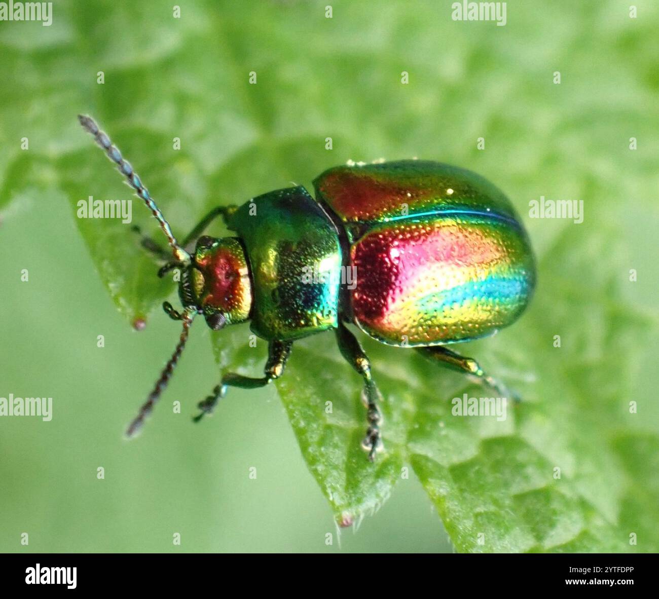 Dead-nettle Leaf Beetle (Fasta fastuosa Stock Photo - Alamy