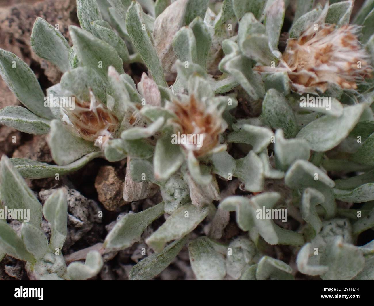Low Pussytoes (Antennaria dimorpha Stock Photo - Alamy