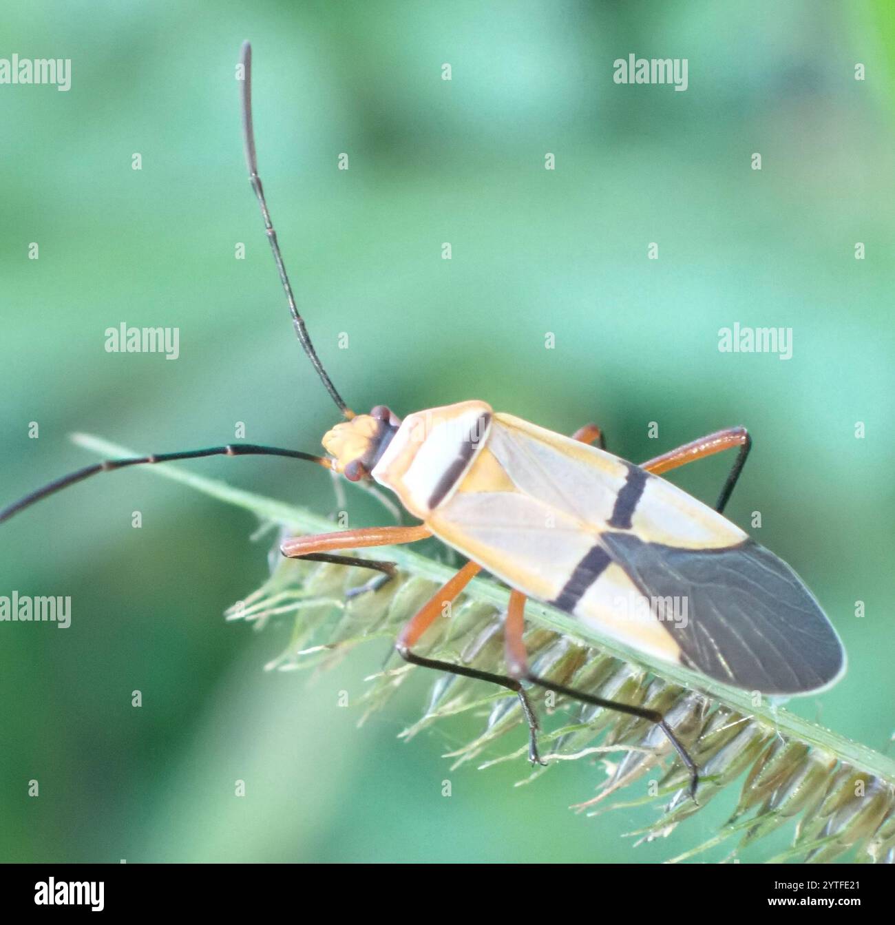 Dysdercus nigrofasciatus hi-res stock photography and images - Alamy