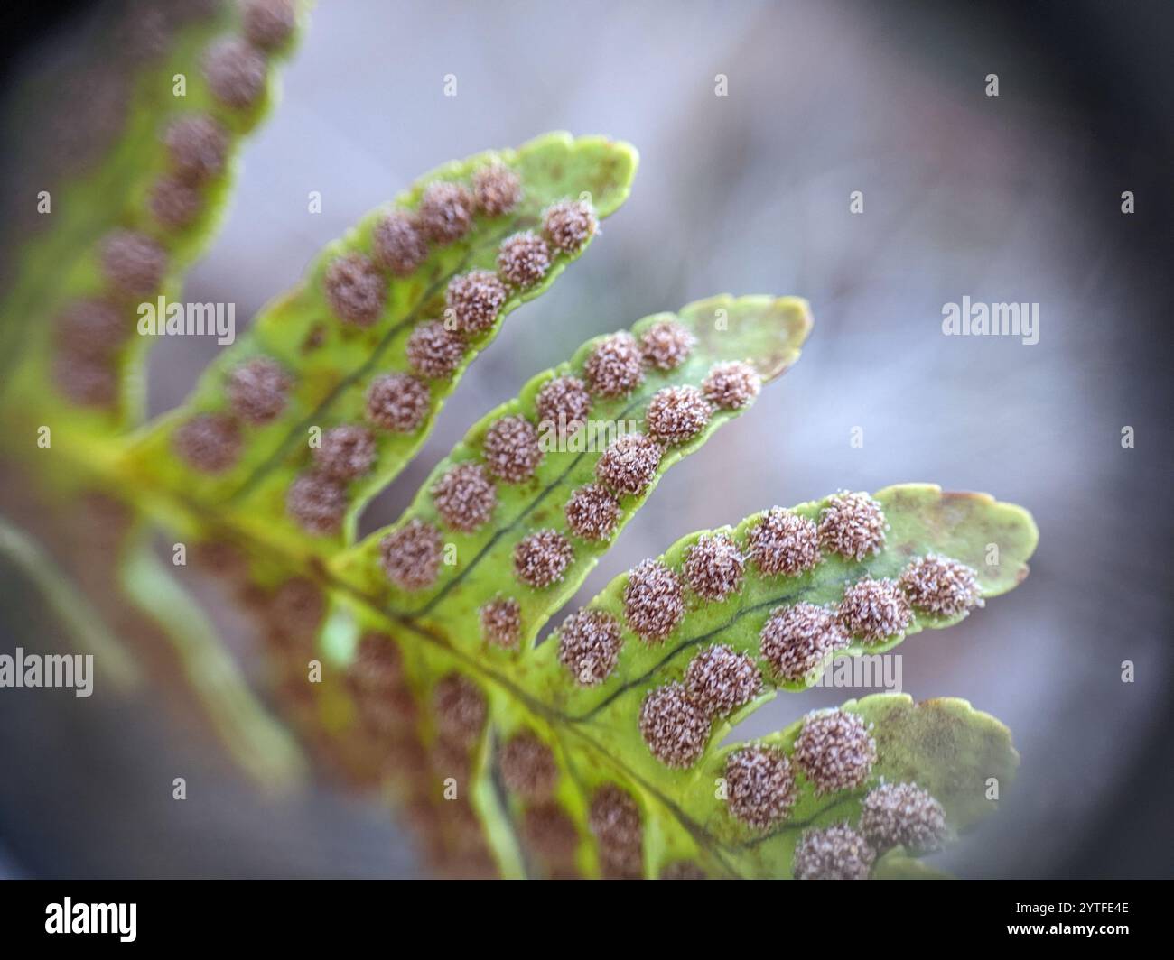rock polypody (Polypodium virginianum Stock Photo - Alamy