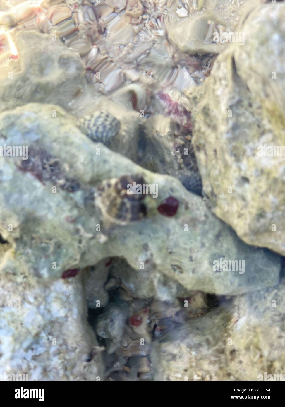 Cymatiid Triton Snails (Cymatiidae Stock Photo - Alamy