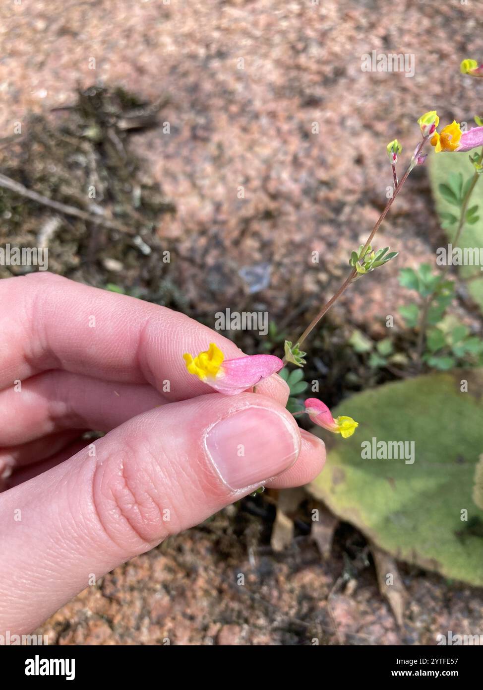 Capnoides sempervirens hi-res stock photography and images - Alamy