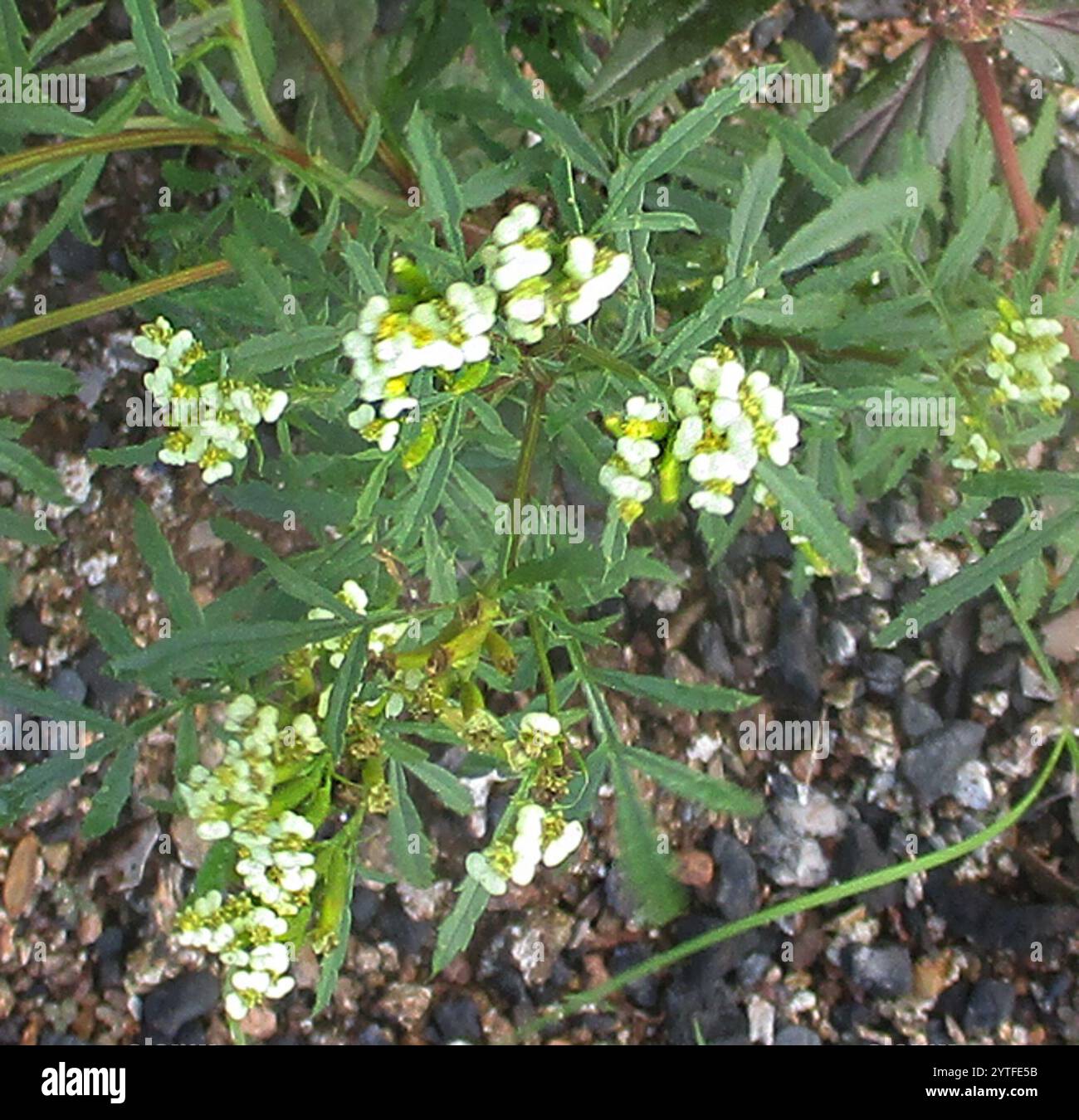 wild marigold (Tagetes minuta Stock Photo - Alamy