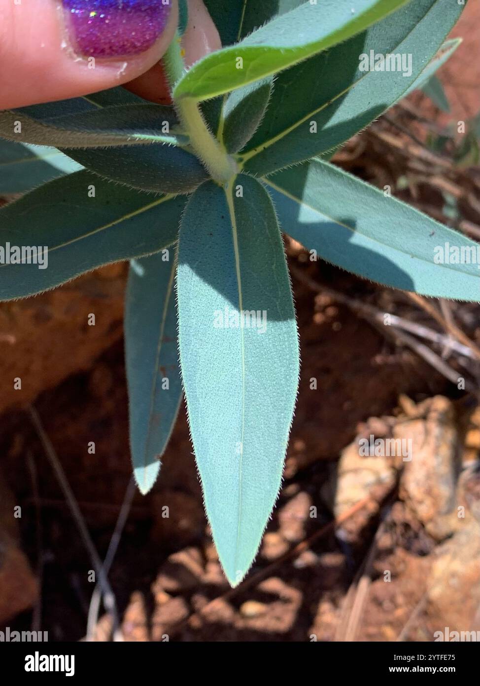 Lithospermum californicum hi-res stock photography and images - Alamy