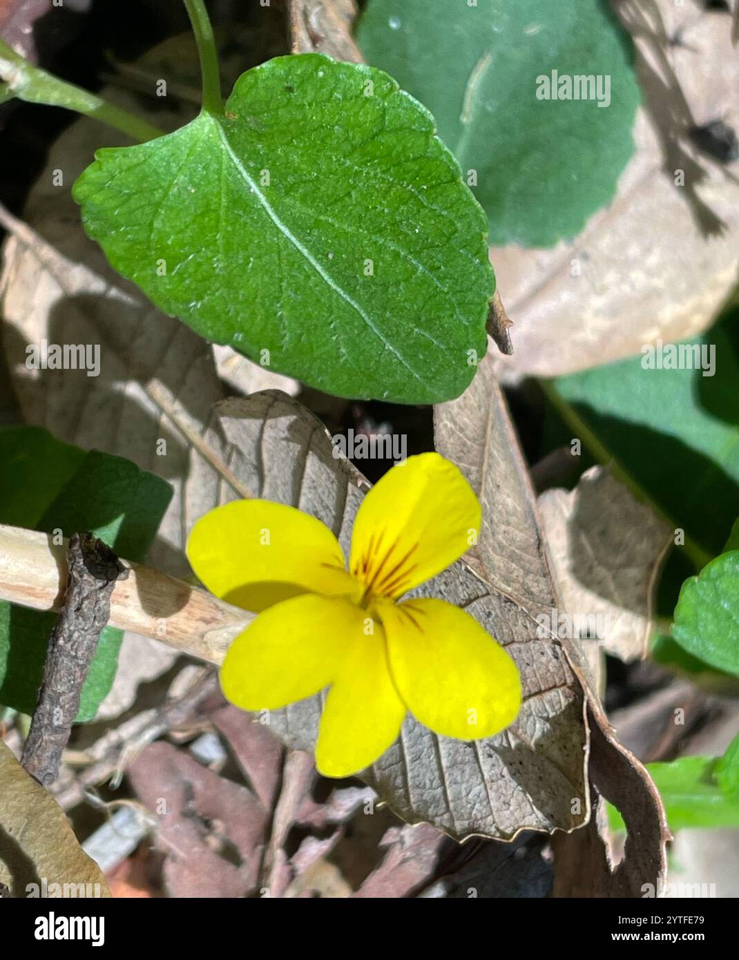 Redwood Violet (Viola sempervirens Stock Photo - Alamy