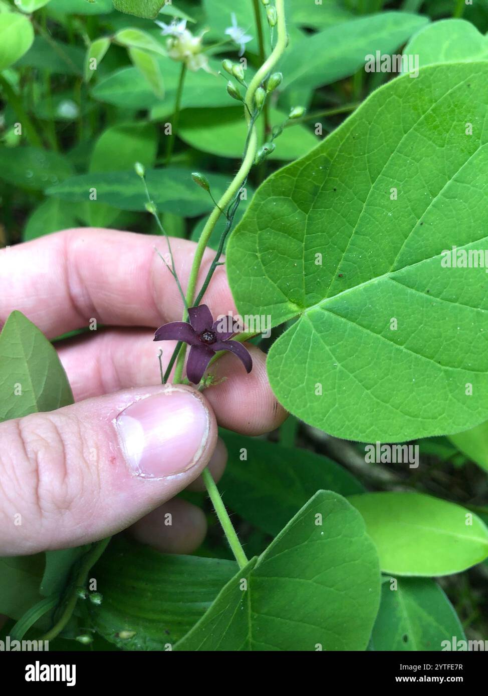 Matelea carolinensis hi-res stock photography and images - Alamy