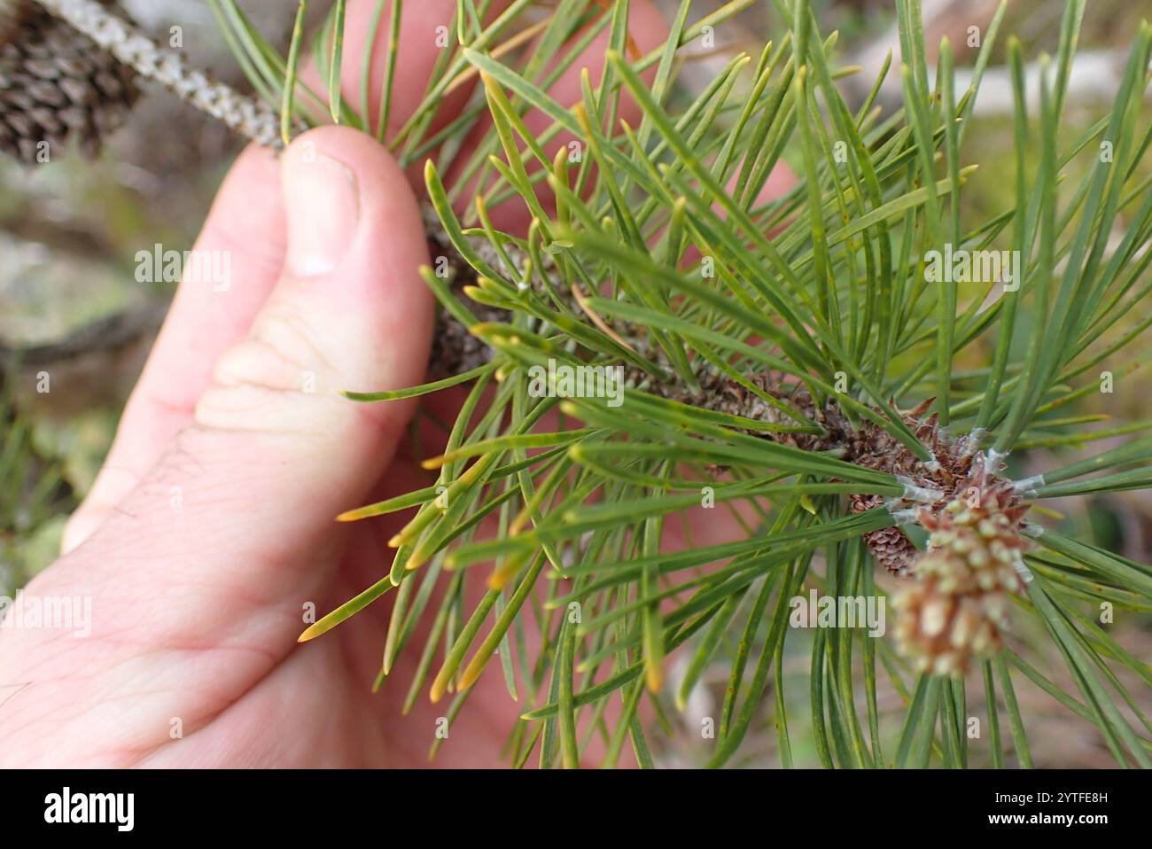 Shore Pine (Pinus contorta contorta Stock Photo - Alamy