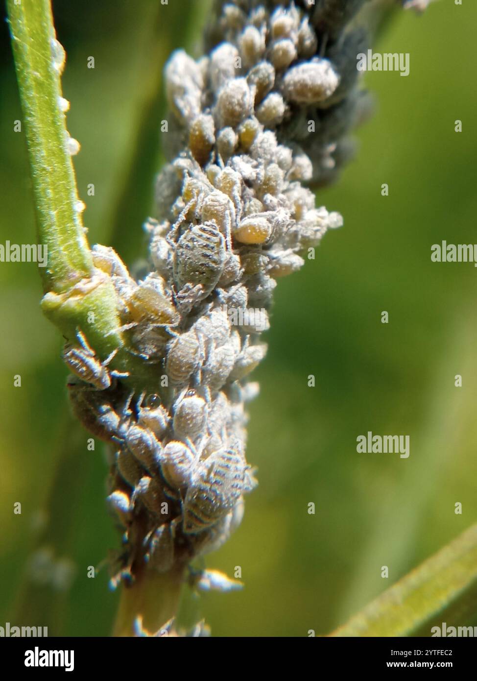 Cabbage Aphid (Brevicoryne brassicae Stock Photo - Alamy