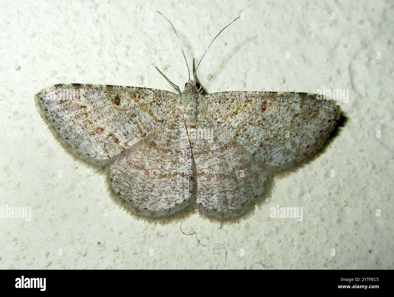 Geometer Moths (Geometridae Stock Photo - Alamy