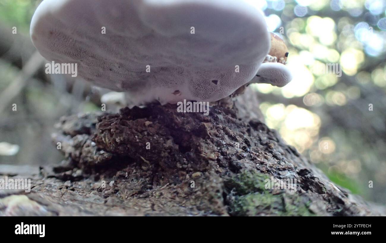 shelf fungi (Polyporales Stock Photo - Alamy