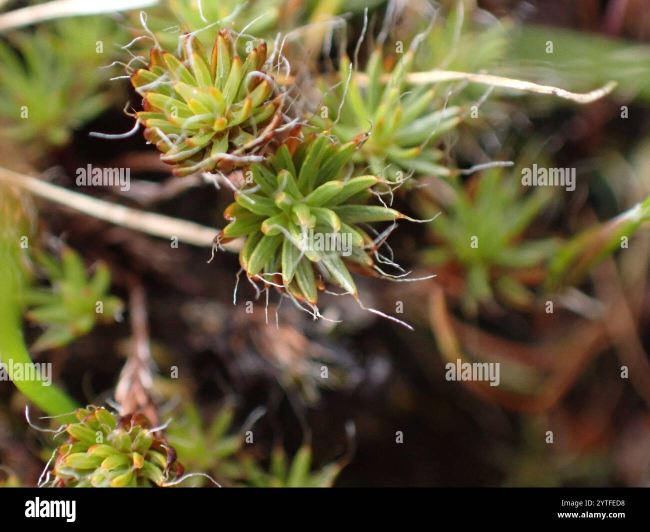 bristly haircap moss (Polytrichum piliferum Stock Photo - Alamy
