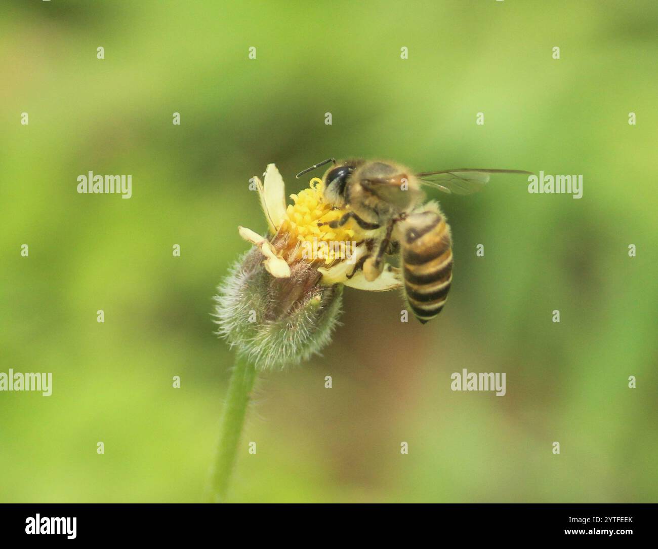 Indian Honey Bee (Apis cerana indica Stock Photo - Alamy