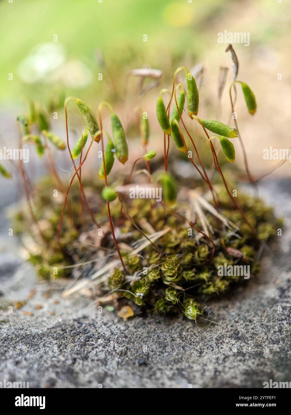 Capillary Thread-moss (Ptychostomum capillare Stock Photo - Alamy