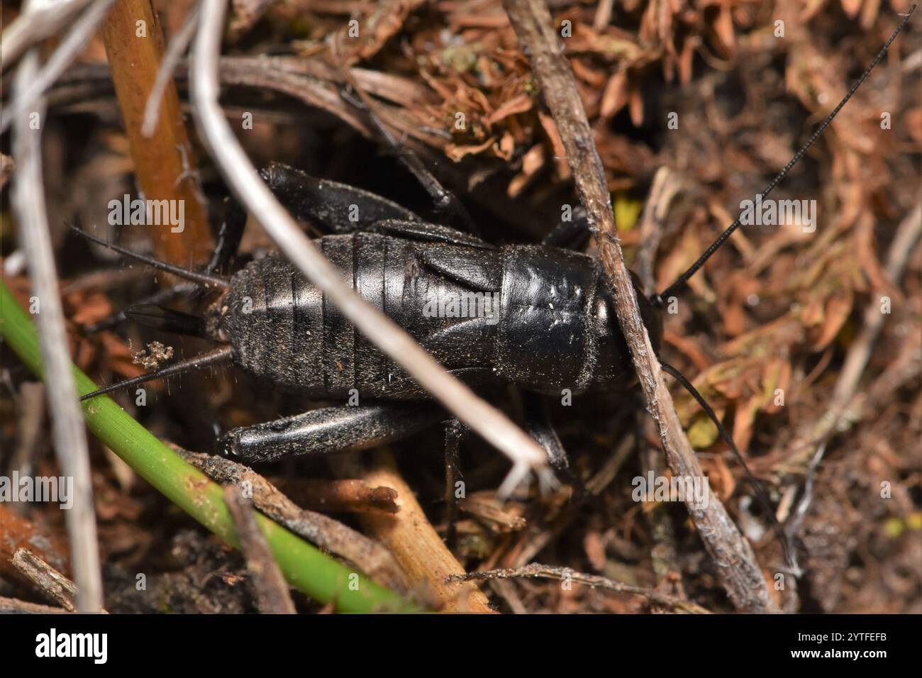 Spring Field Cricket (Gryllus veletis Stock Photo - Alamy