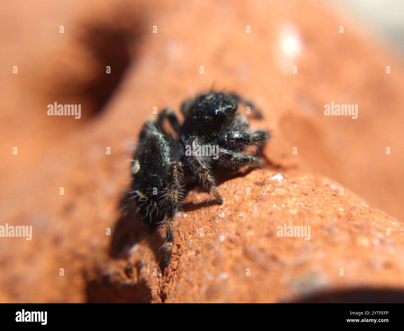 Bold Jumping Spider (Phidippus audax Stock Photo - Alamy