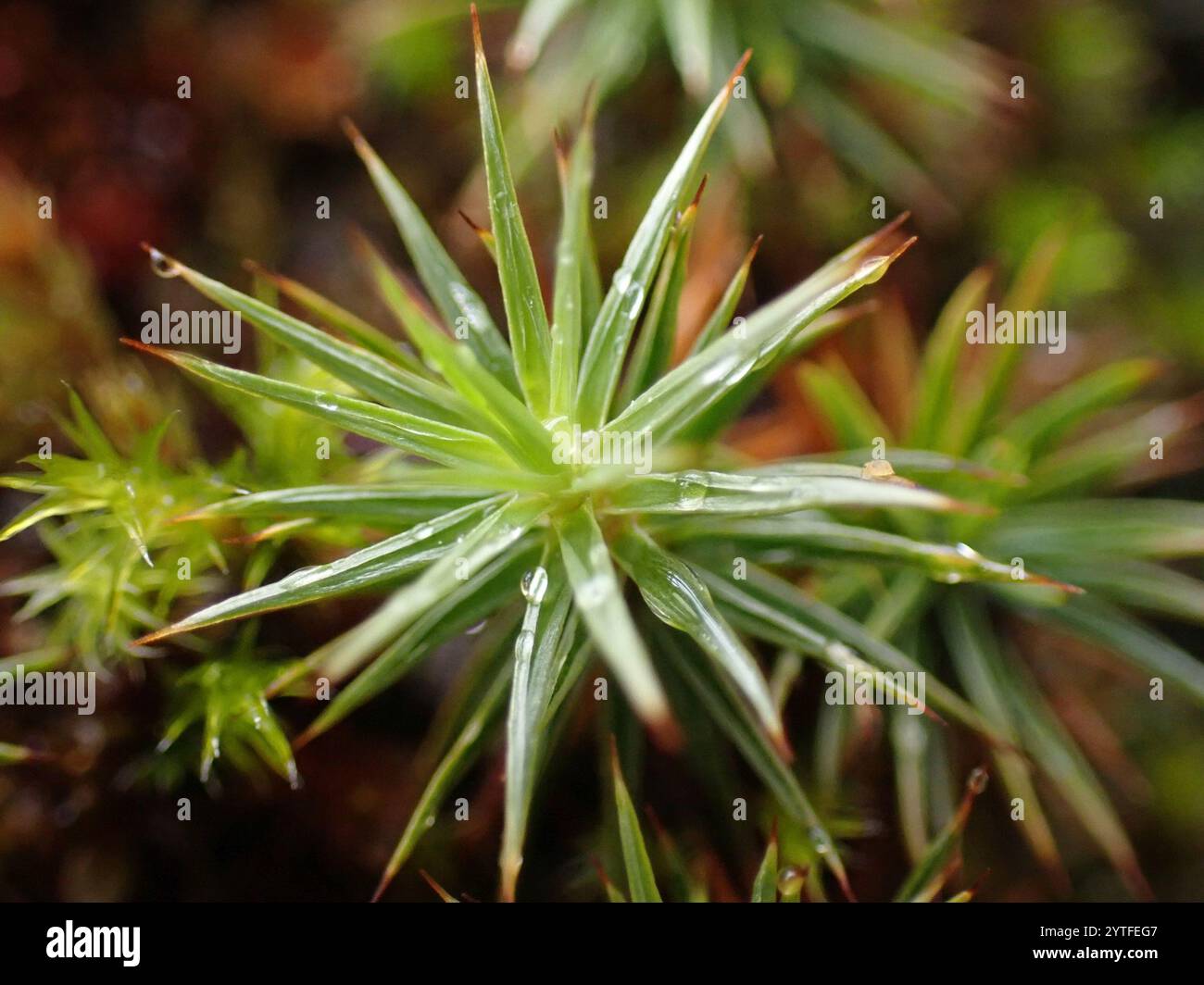 juniper haircap moss (Polytrichum juniperinum Stock Photo - Alamy
