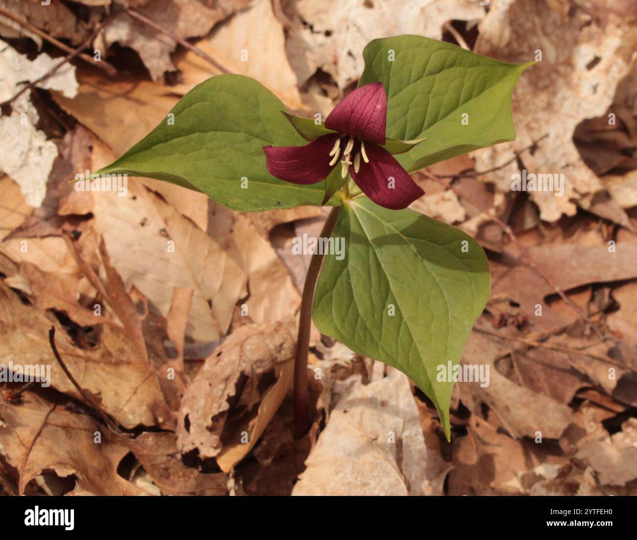 red trillium (Trillium erectum Stock Photo - Alamy