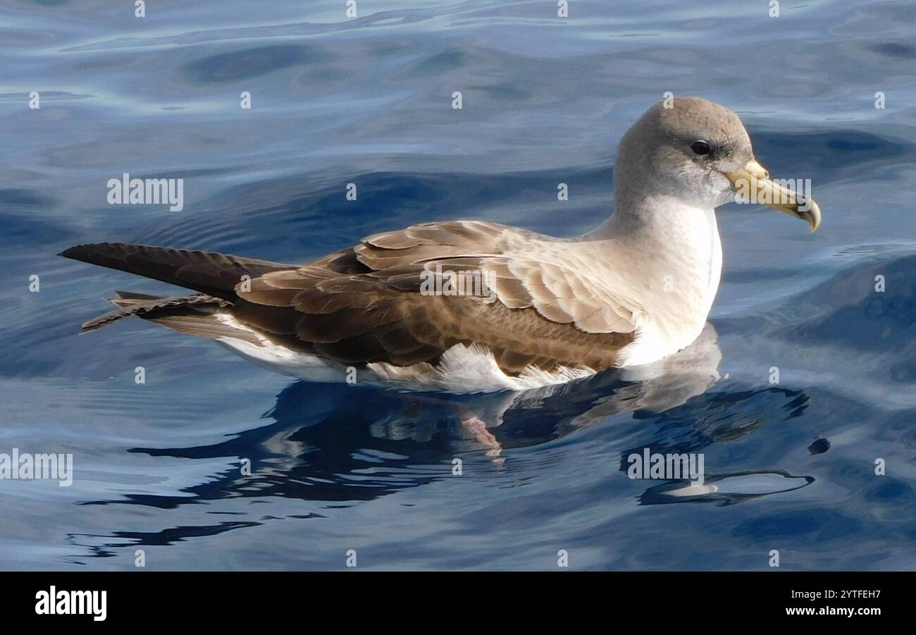 Scopoli’s shearwater hi-res stock photography and images - Alamy