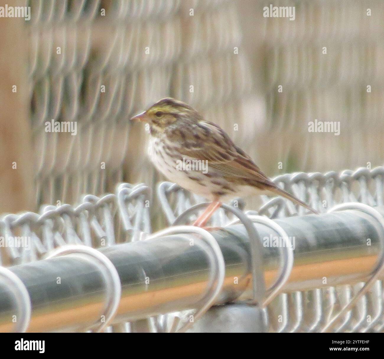 Savannah Sparrow (Passerculus sandwichensis Stock Photo - Alamy