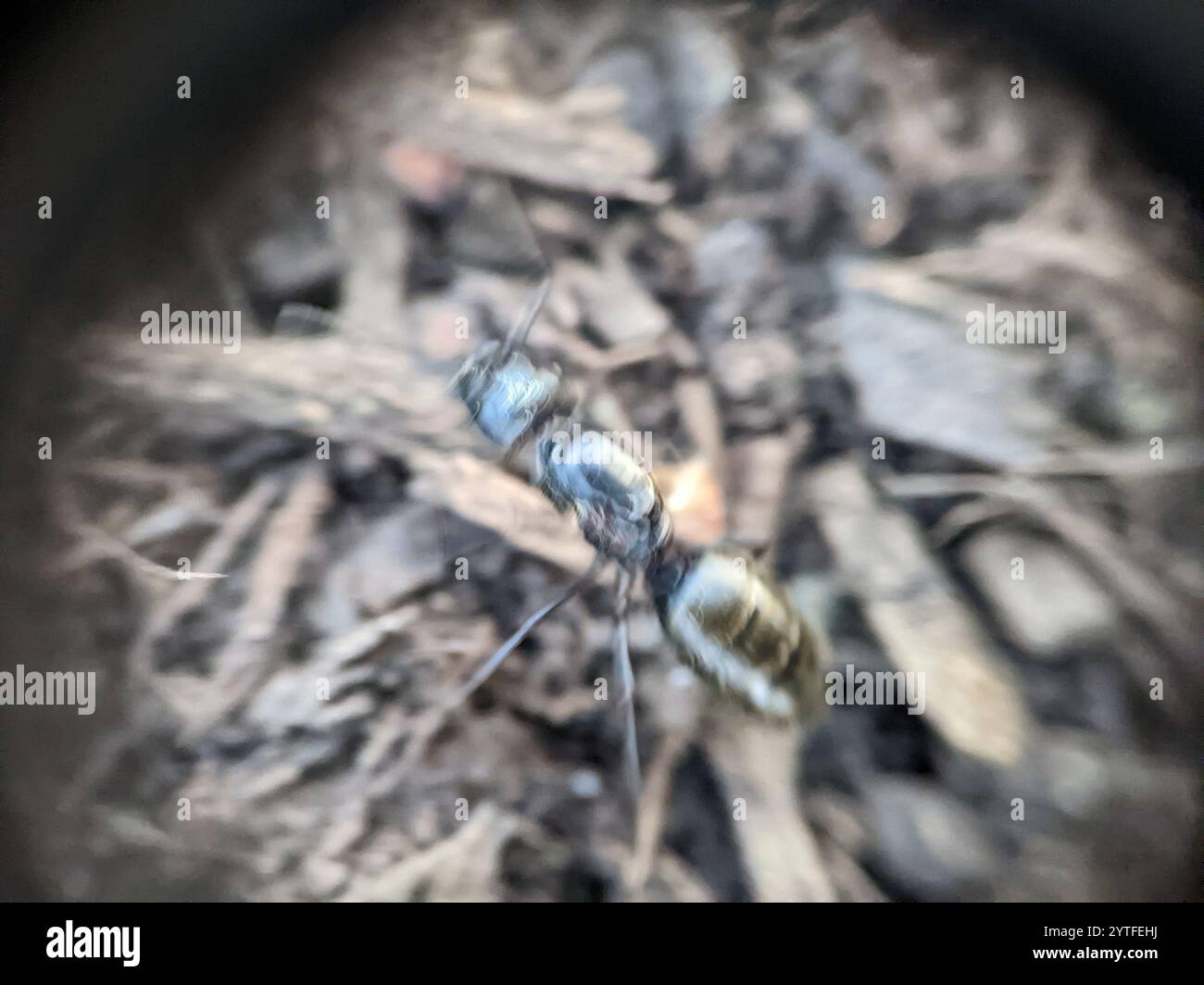 Eastern black carpenter ant hi-res stock photography and images - Alamy